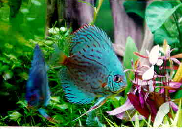 Aquatic Concepts: Compatible Fish