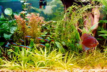 Aquatic Concepts: Plants